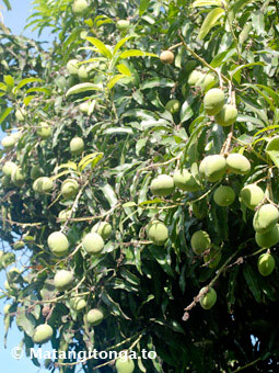 Tonga's mangoes - a treat for pesky pekas and fearsome fungus | Matangi ...
