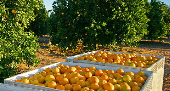 150 Tongan seasonal workers arrive in Queensland | Matangi Tonga