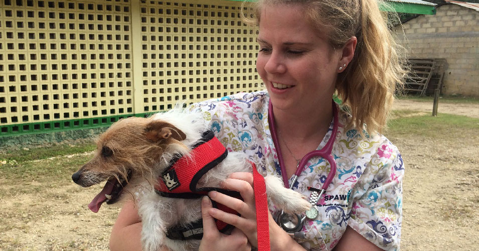 Vets offer free services in Tonga | Matangi Tonga