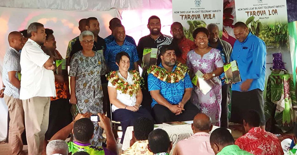 Fiji taro growers focus on export quality | Matangi Tonga