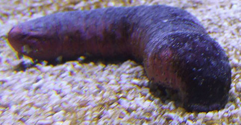 Fisherman harvested sea cucumbers out of season | Matangi Tonga