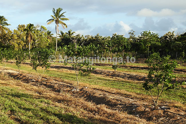 Project encourages local food crop farming in Tonga | Matangi Tonga