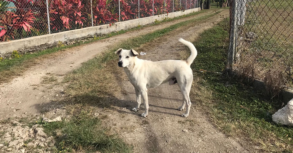 Survey counts dog population on Tongatapu | Matangi Tonga