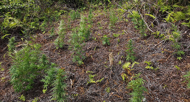 ‘Eua Police seize 108 cannabis plants | Matangi Tonga