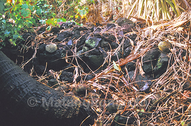 ‘Ata and its archaeology | Matangi Tonga