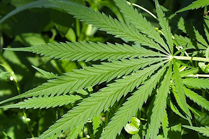 Court found police search warrant unlawful | Matangi Tonga