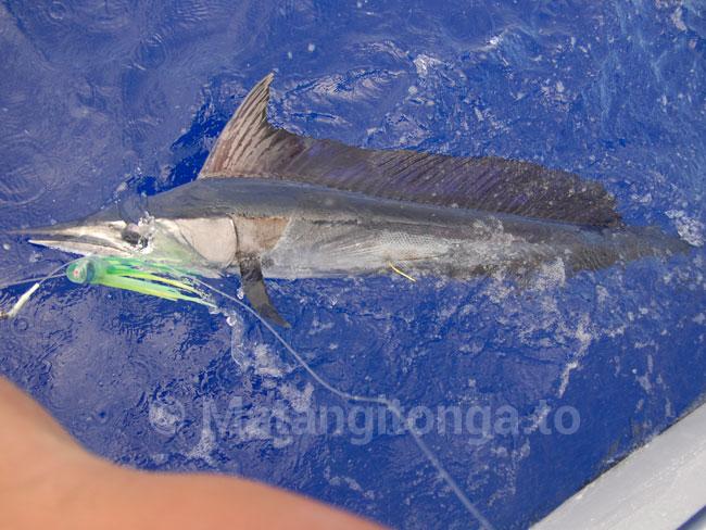 Women top anglers in Tongan International Billfish Tournament ...