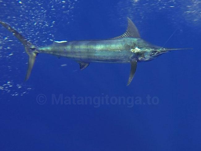 Women top anglers in Tongan International Billfish Tournament ...