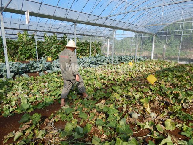 Biogas agriculture could be Tonga’s ticket to booming agro-economy ...