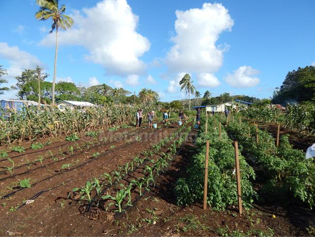 Biogas agriculture could be Tonga’s ticket to booming agro-economy ...