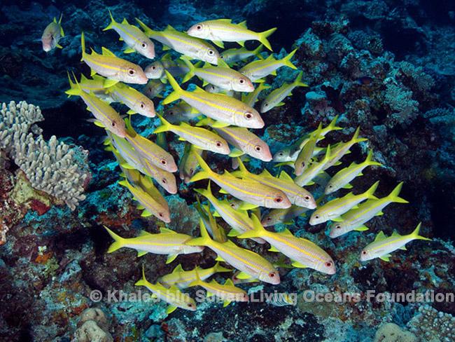 Scientific survey of Tongan reefs reveals poor status of fish ...