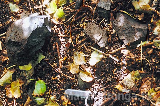 ‘Ata and its archaeology | Matangitonga