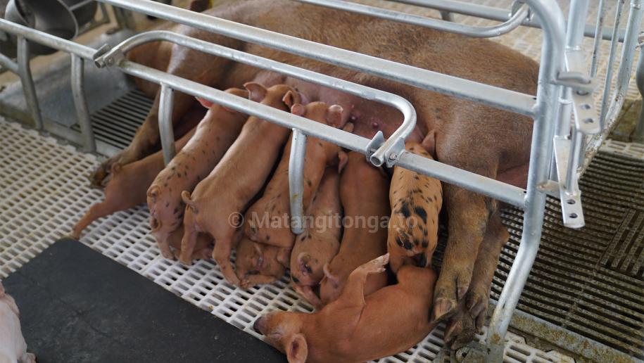 Local pork meat could reduce high imports of poultry, says MAFF CEO ...