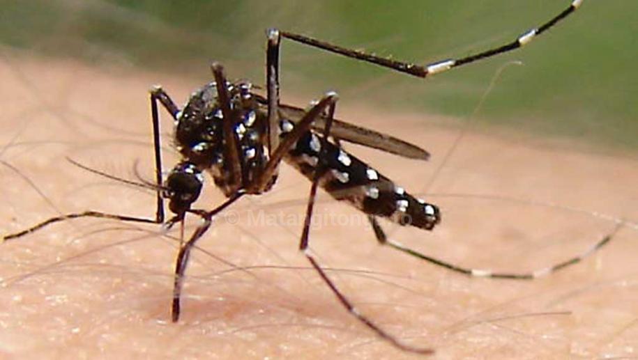 Asian mosquitoes a health threat in Tonga | Matangi Tonga