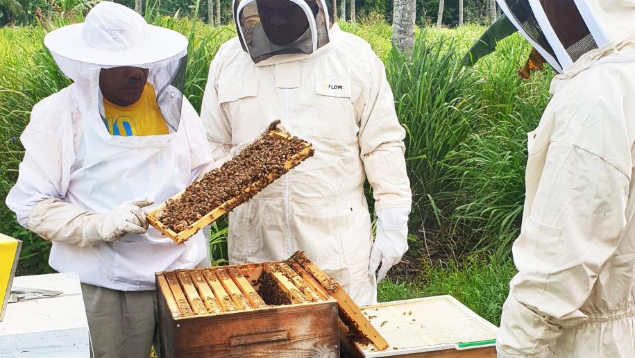 Bee-keeping training to ensure food security in Tonga | Matangi Tonga