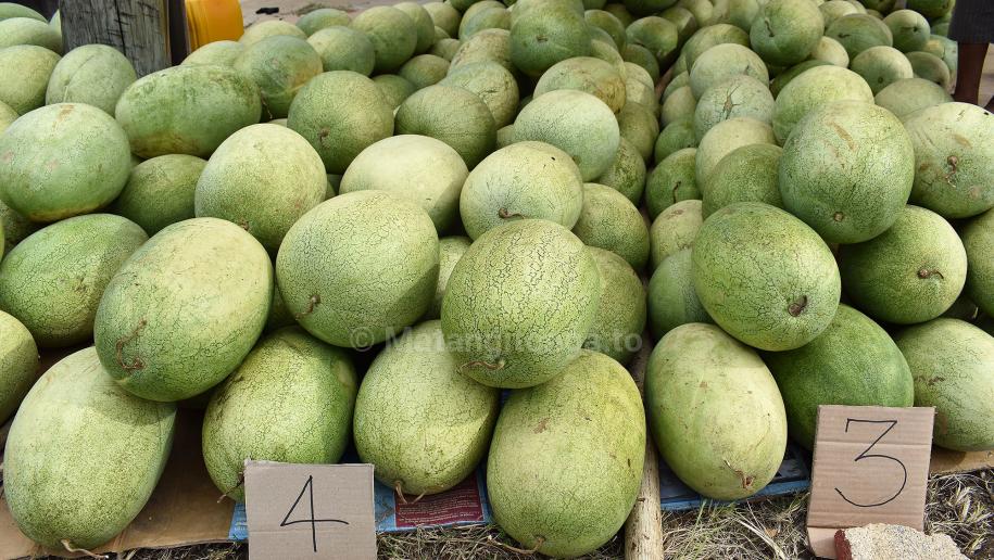 Growers desperate after halt of Tongan watermelon exports to NZ and ...