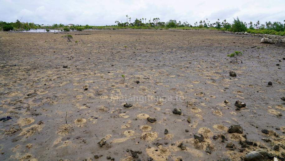 Mangroves restoration a “huge job” at Popua | Matangitonga