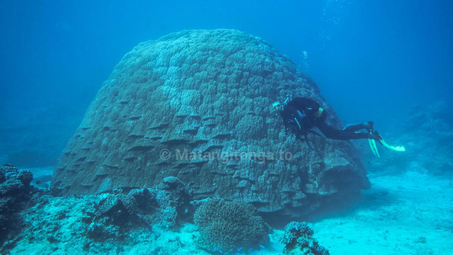 Fish Habitat Reserves improving Tonga’s coral reef ecosystems ...