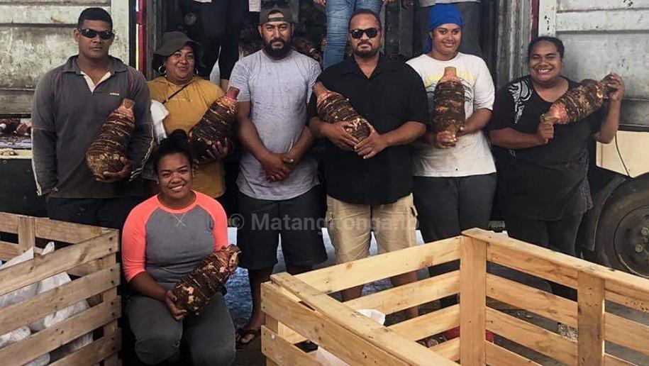 Big taro from Vava’u arrive in Nuku'alofa for export to NZ | Matangi Tonga