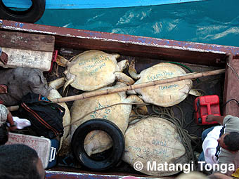 Tongans eat turtle meat again after killing ban lifted | Matangi Tonga